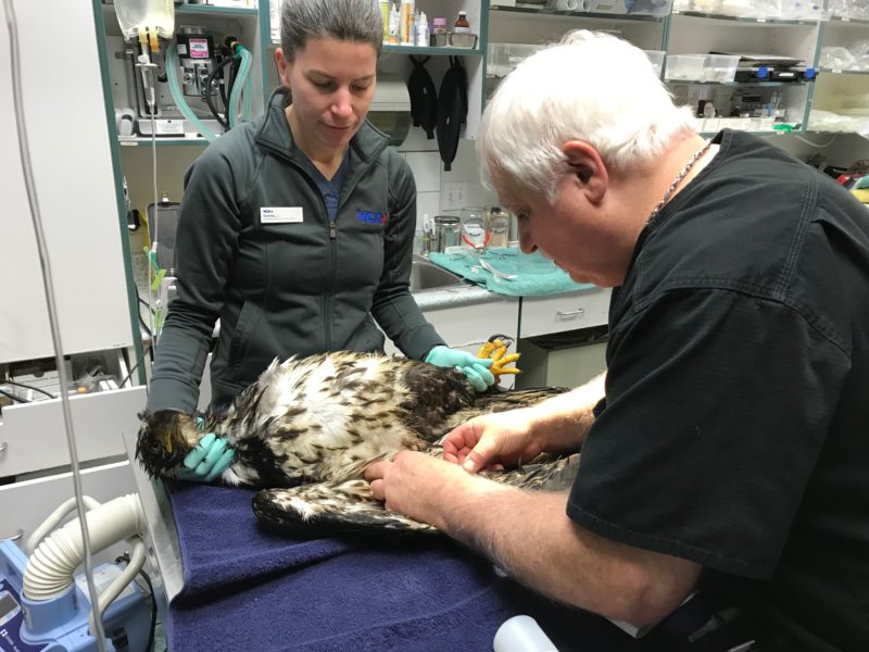 Home - The Raptor Rescue Society