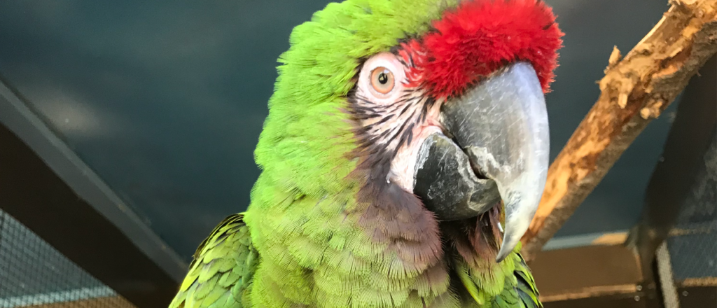 Home - The Raptor Rescue Society