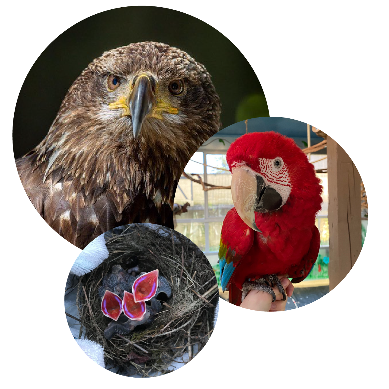 Support the RRS - The Raptor Rescue Society